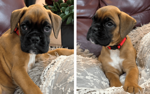Available European Boxer puppies.